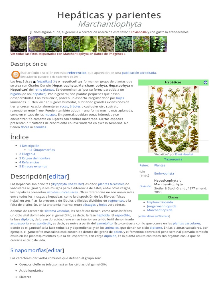 Marchantiophyta PDF | PDF | Organismos | Plantas