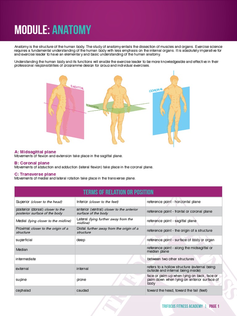 Understanding Human Anatomy Basics | PDF | Anatomical Terms Of Motion ...