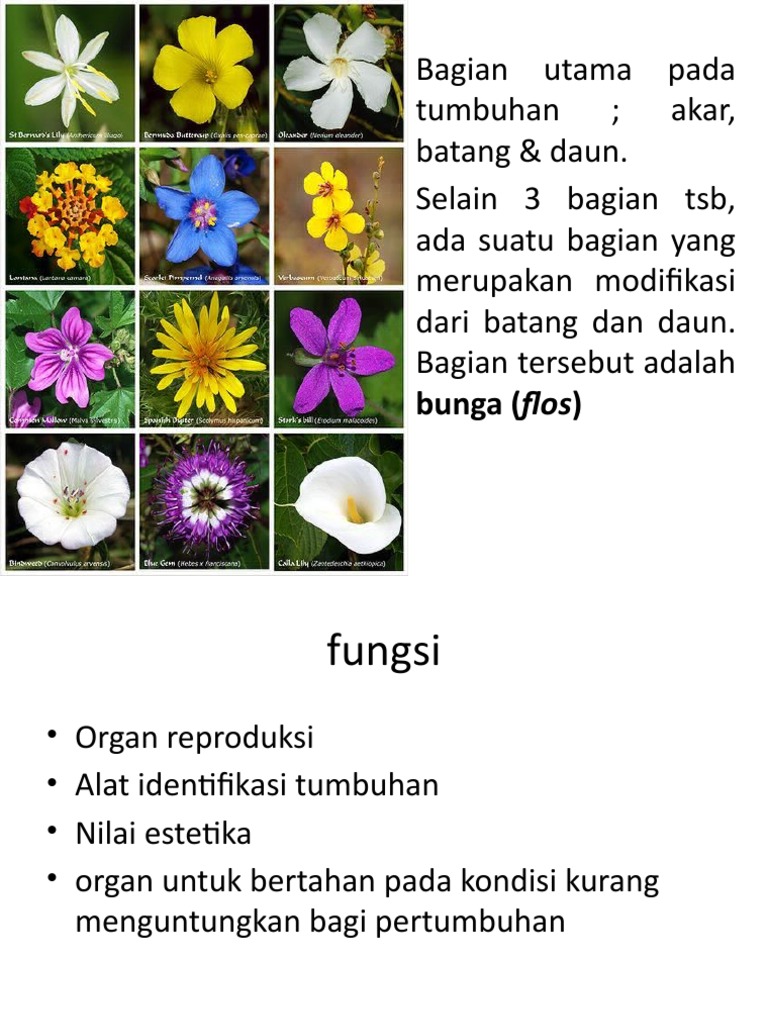 Morfologi Bunga | PDF