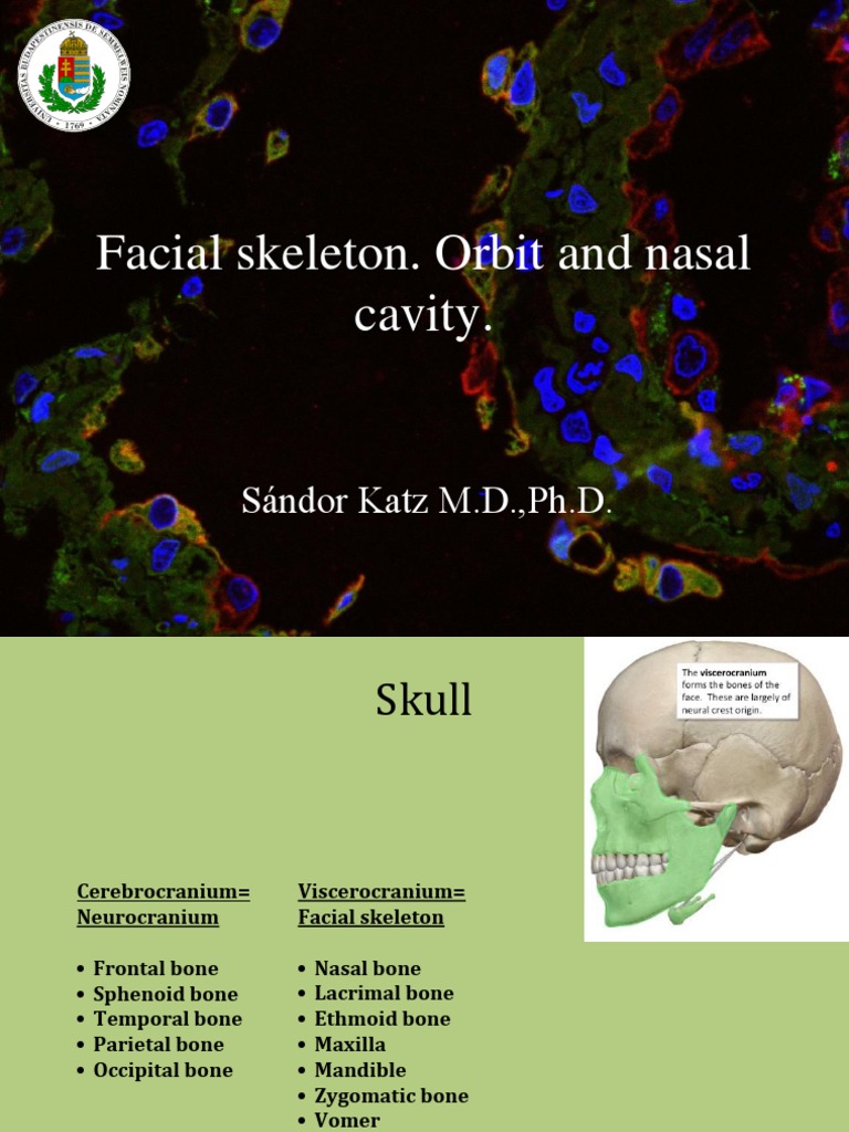 Normal Oral Anatomical Structures | PDF | Human Nose | Skeletal System