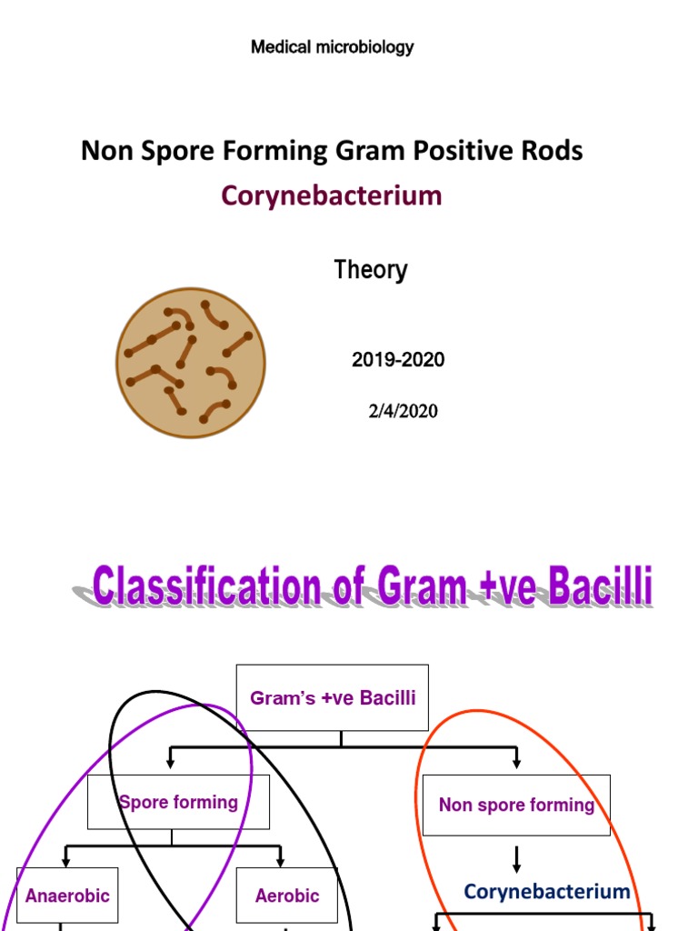 Non Spore Forming Gram Positive Rods: Corynebacterium | PDF | Gram ...