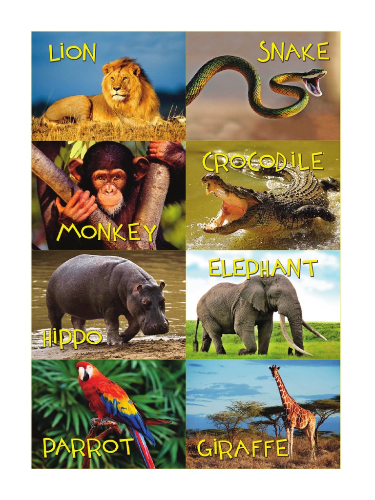 Wild Animals - Flashcards | PDF
