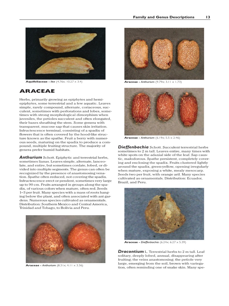 Araceae: Family and Genus Descriptions 13 | PDF | Leaf | Fruit