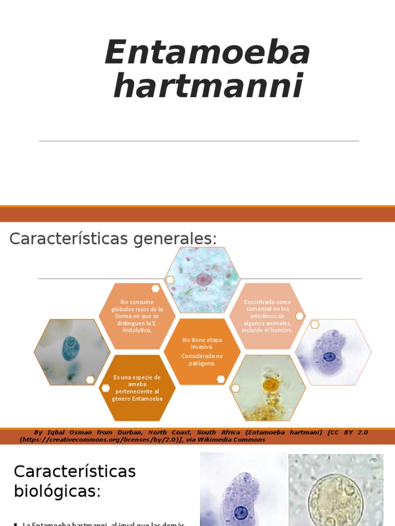 Entamoeba Hartmanni | PDF | Organismos | Especialidades Medicas