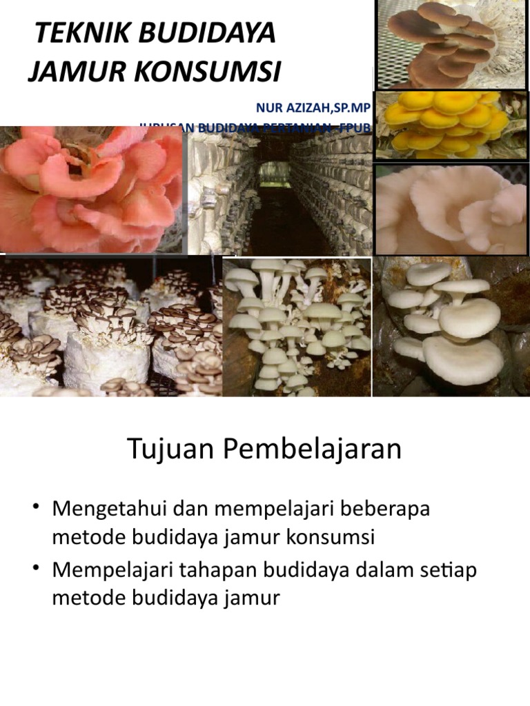 Teknik Budidaya Jamur | PDF