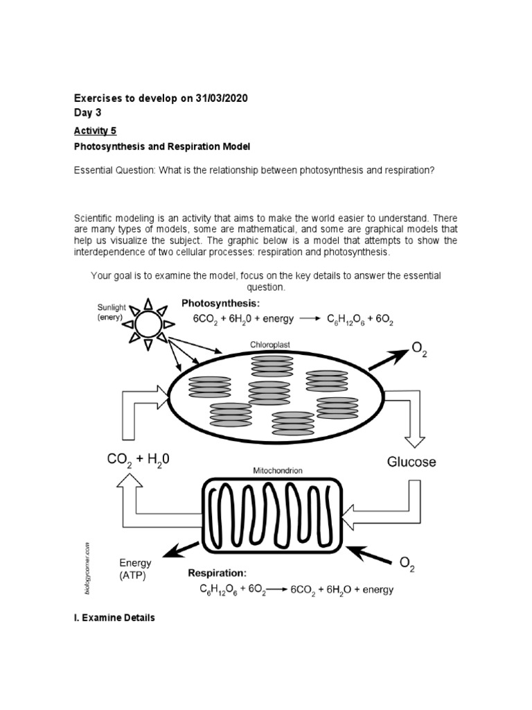 Photosynthesis and Respiration Model Guide | PDF