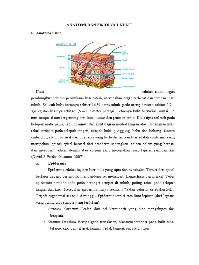 Anatomi Dan Fisiologi Kulit | PDF