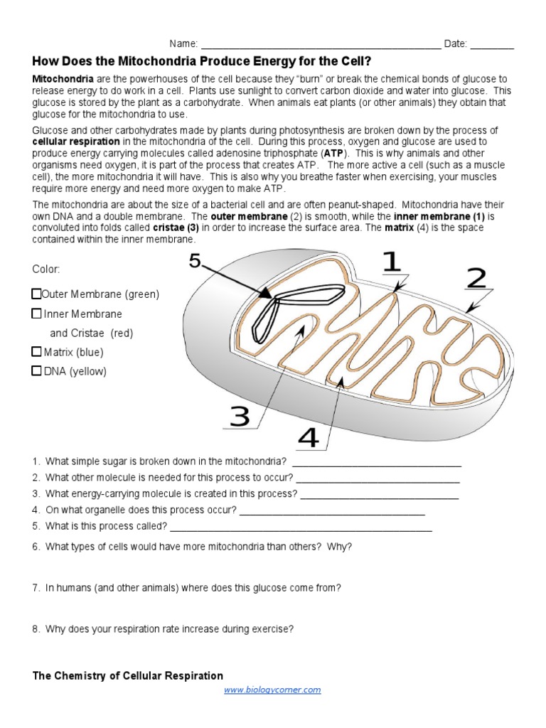 Cellular Respiration Coloring Worksheet