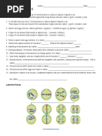 Meiosis-Webquest Answer Key | PDF | Meiosis | Chromosome
