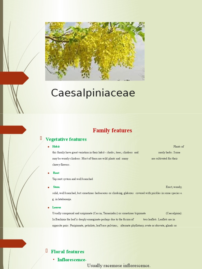 Caesalpiniaceae | PDF | Plants | Botany