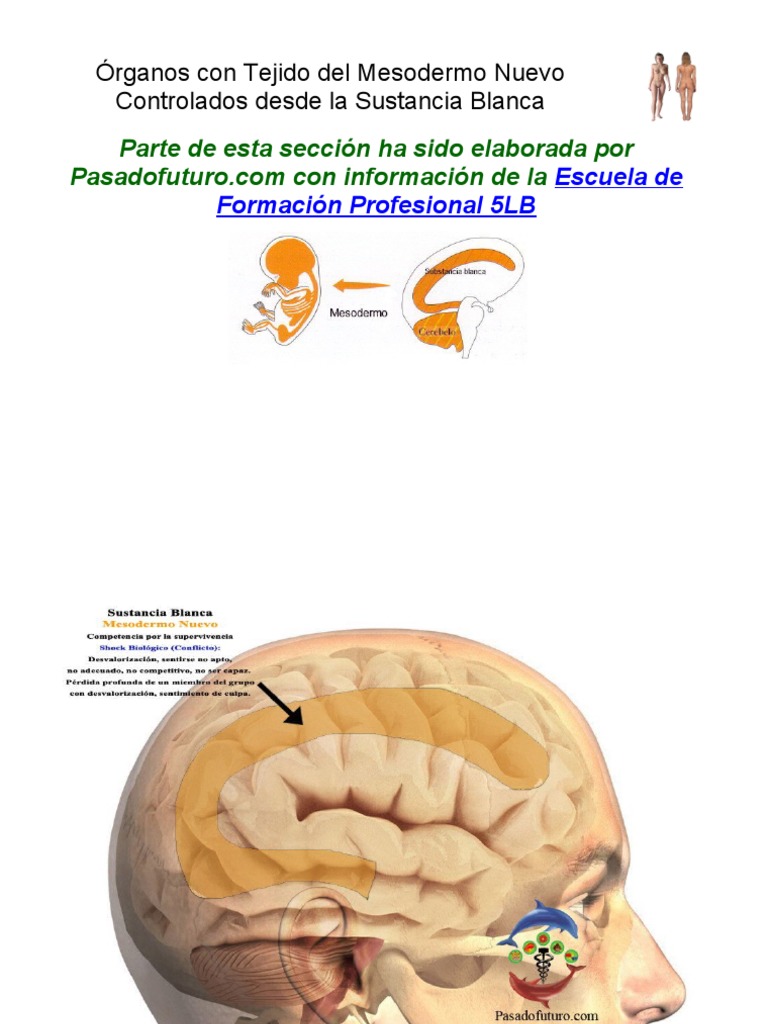 Órganos Con Tejido Del Mesodermo Nuevo Importante | PDF | Sistema ...