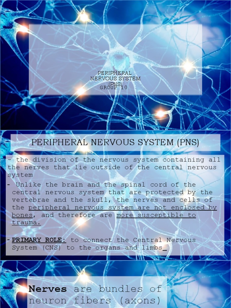 Group 10: Peripheral Nervous System (PNS) | PDF | Nervous System | Neuron