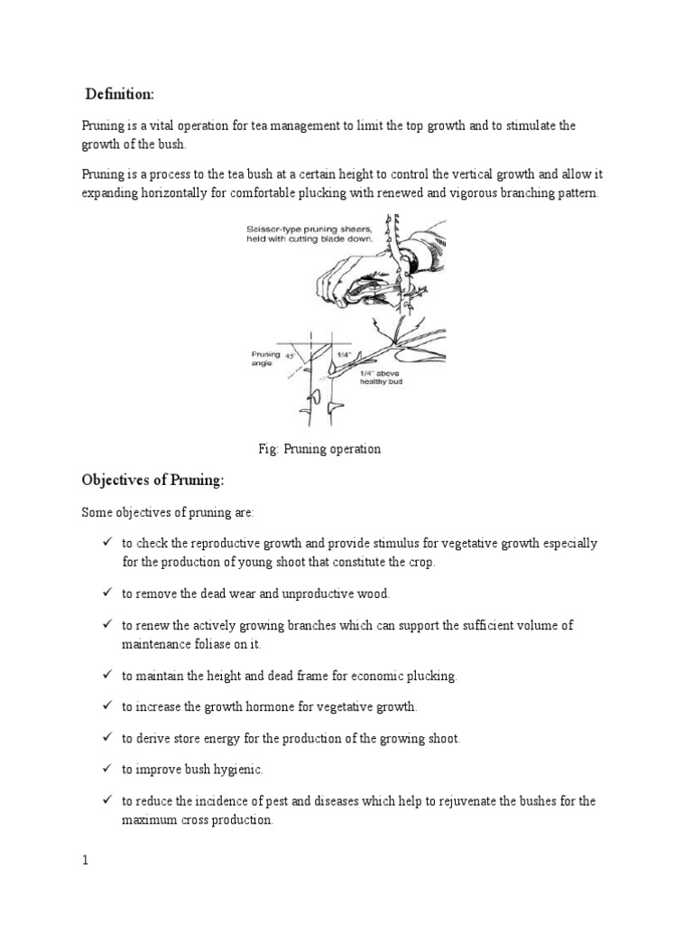 Tea Pruning Methods and Objectives | PDF | Pruning | Leaf