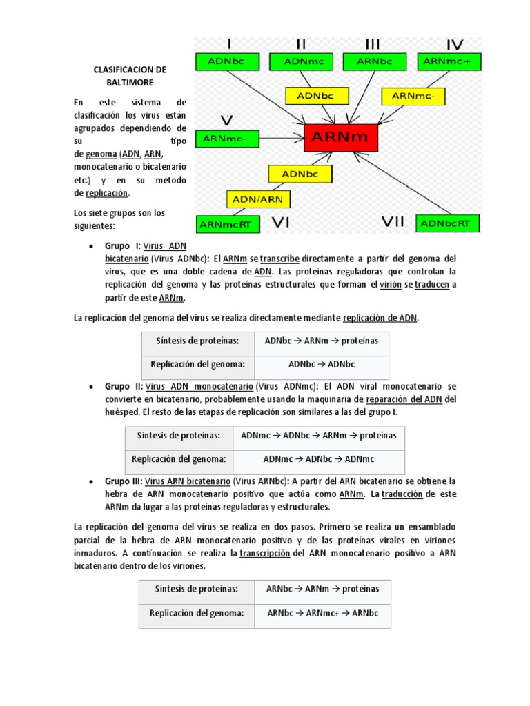 Clasificacion de Baltimore | PDF | Rna | Virus