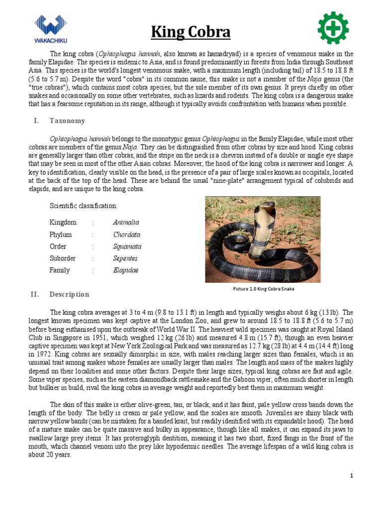 King Cobra Snake | PDF | Snake | Venomous Snakes