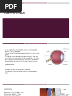Conjuntiva y Esclera | PDF | Epitelio | Anatomía