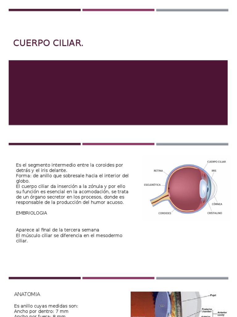 Cuerpo Ciliar | PDF | Epitelio | Artería