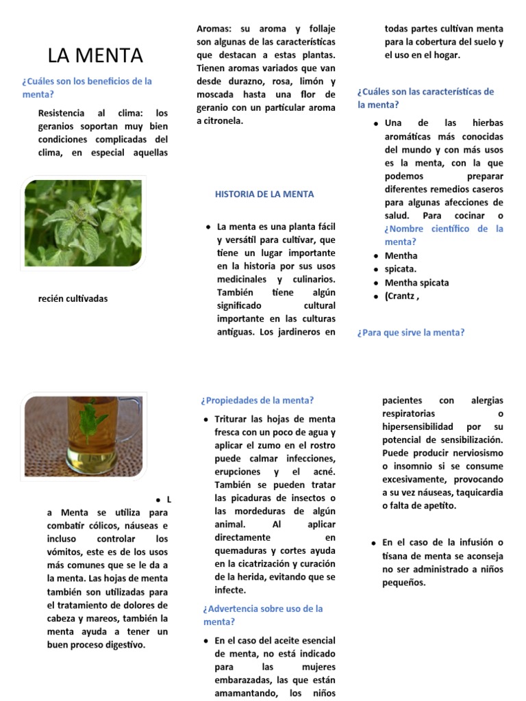 La Menta | PDF | Mentha | Especialidades Medicas