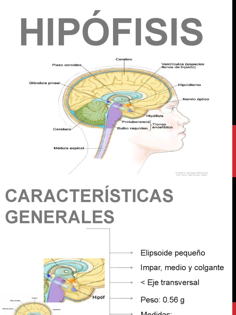 Hipofisis Anatomia | PDF