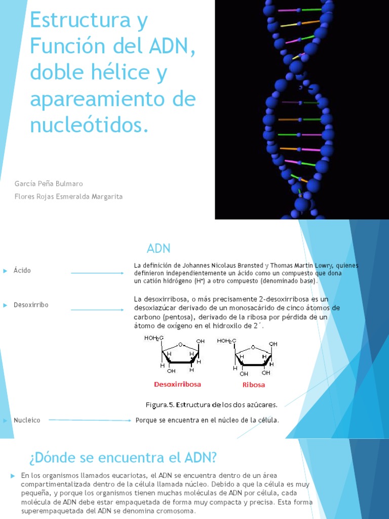 Estructura y Funcion Del ADN PDF | PDF | Adn | Cromosoma