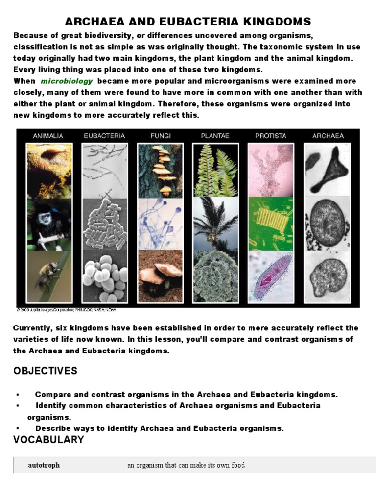 Archaea and Eubacteria Kingdoms | PDF | Archaea | Bacteria