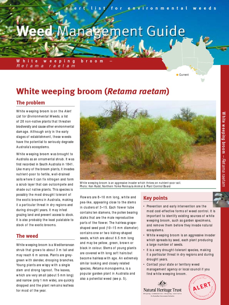 White Weeping Broom (Retama Raetam) : The Problem | PDF | Seed | Weed