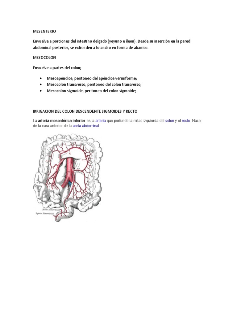 Anatomía del Mesenterio y Mesocolon | PDF