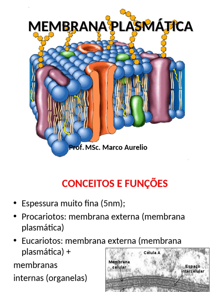 Aula 4 - Membrana Plasmatica | PDF | Fosfolipídeo | Membrana Celular