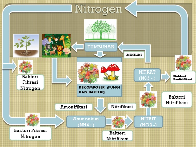 Daur Nitrogen PDF | PDF