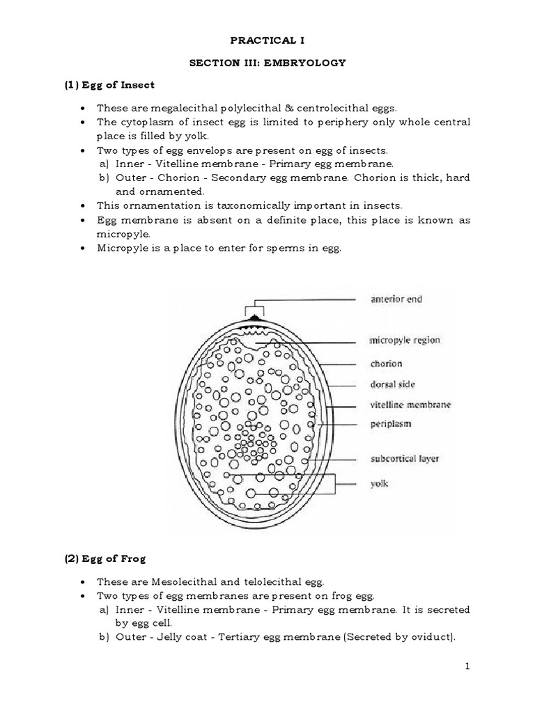 Practical I Section Iii: Embryology (1) Egg of Insect | PDF ...
