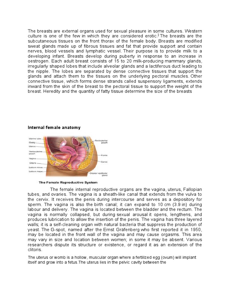 Internal Female Anatomy | PDF