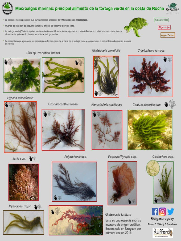 Poster Algas - Chelonia Mydas | PDF