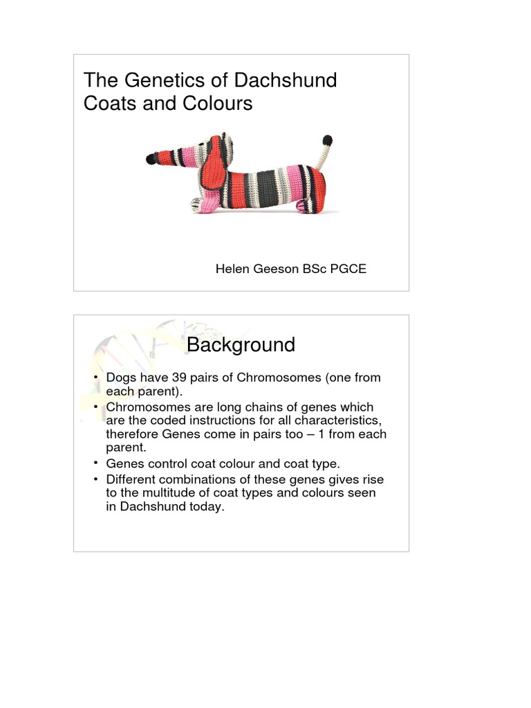 The Genetics of Dachshund Coats and Colours | PDF | Dachshund ...