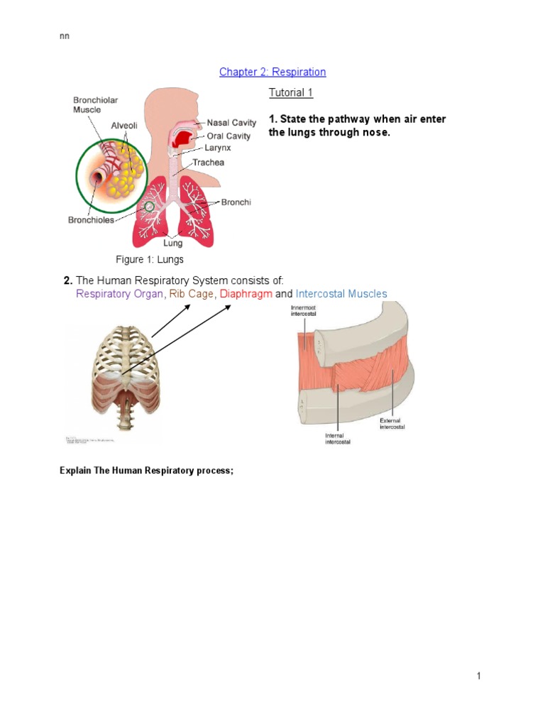Chapter 2 Tutorial 1 | Download Free PDF | Exhalation | Respiratory System