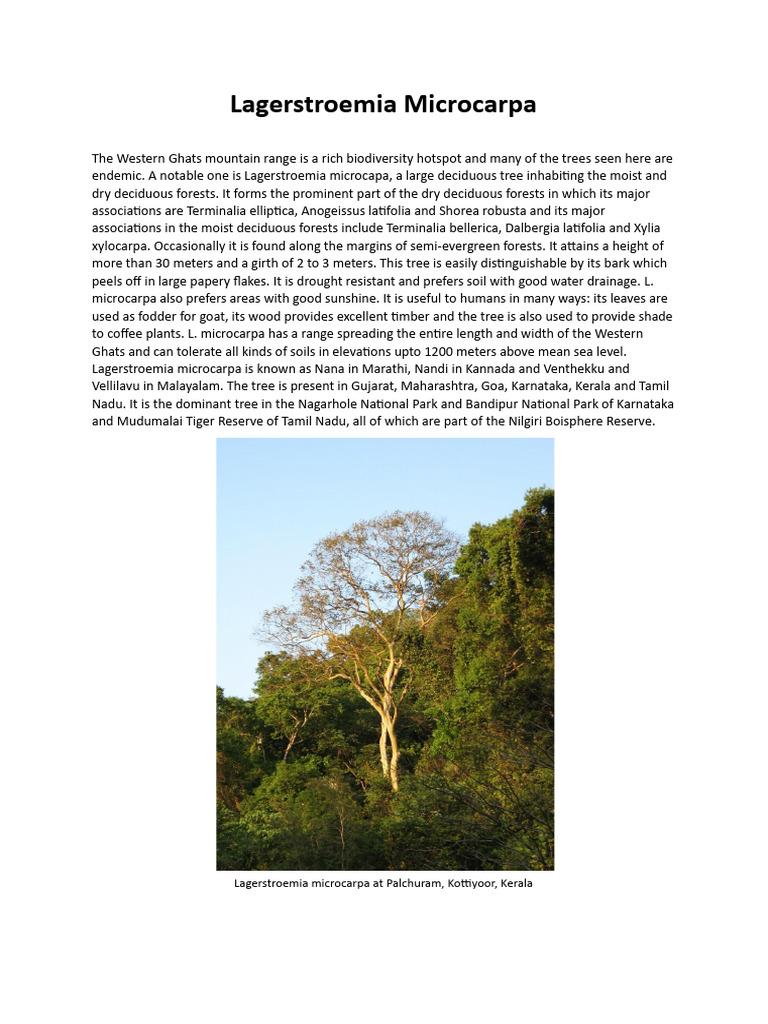 Lagerstroemia Microcarpa Overview | PDF | Germination | Trees