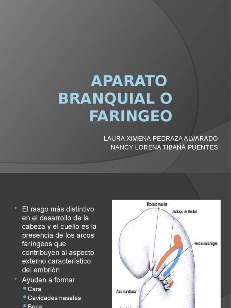 Arcos Branquiales o Faringeos | PDF | Cabeza y cuello humanos | Anatomía