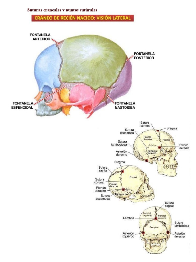 Suturas Craneales y Puntos Sutúrales | PDF