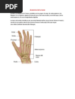 Anatomía de las Falanges de la Mano | PDF | Mano | Articulación
