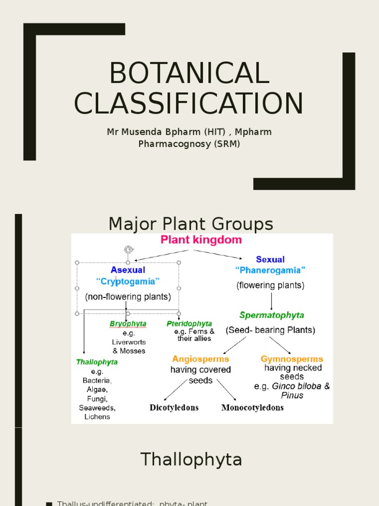 Overview of Plant Classification Groups | PDF | Pinophyta | Moss