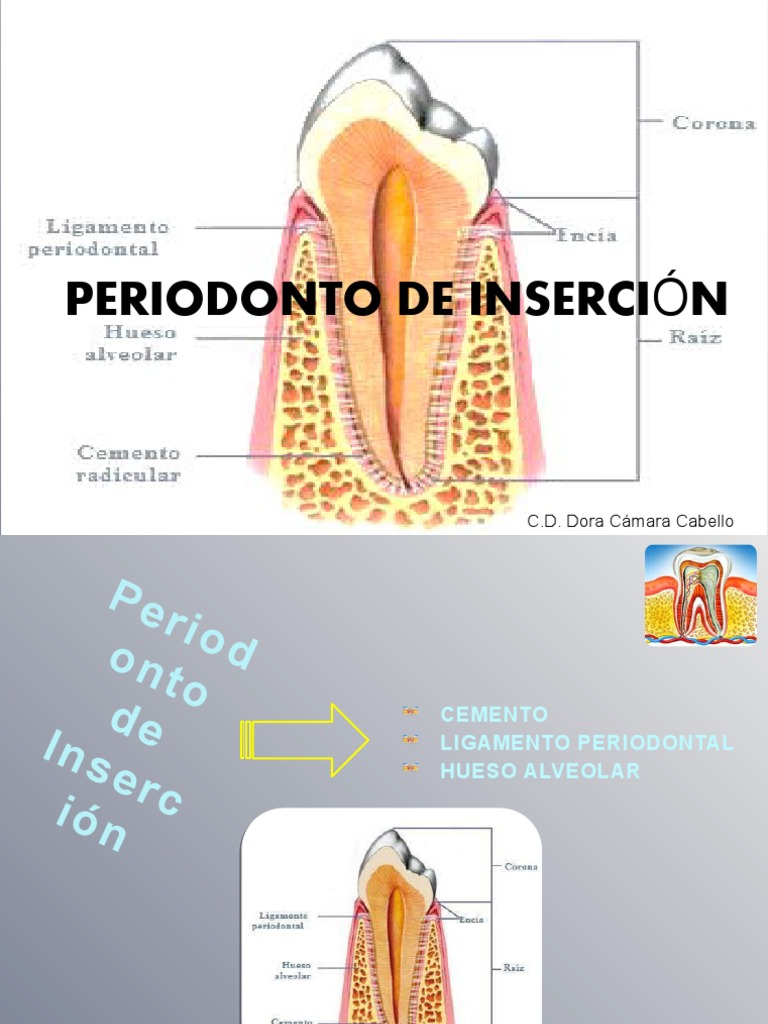 Estructuras del Periodonto de Inserción | PDF | Hueso | Anatomía