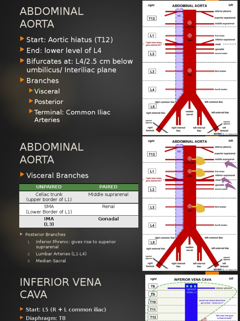 Abdomen Vasculature | PDF | Aorta | Animal Anatomy