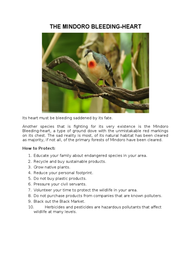 Endagered Species in The Philippines | PDF | Wildlife | Endangered Species