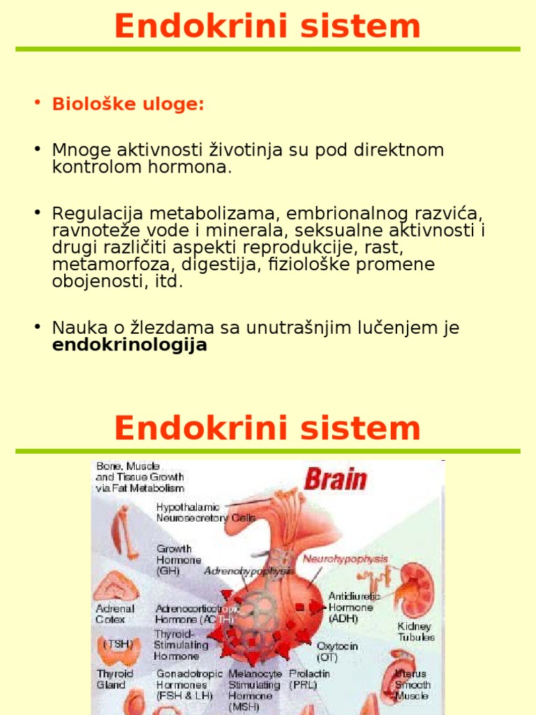 Endokrini Sistem | PDF