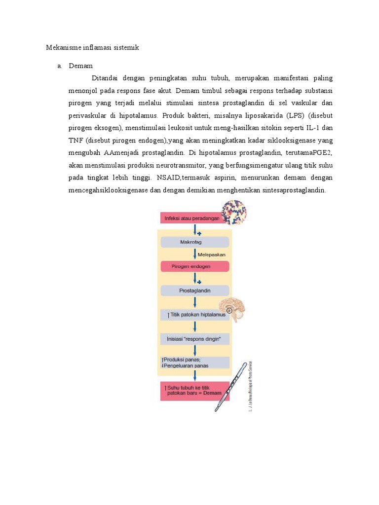 Mekanisme Inflamasi Sistemik | PDF