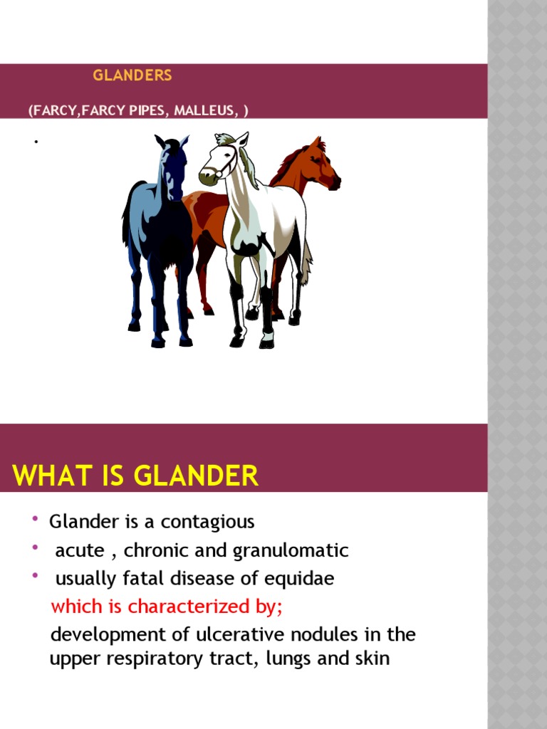 Glander | PDF | Infection | Microbiology