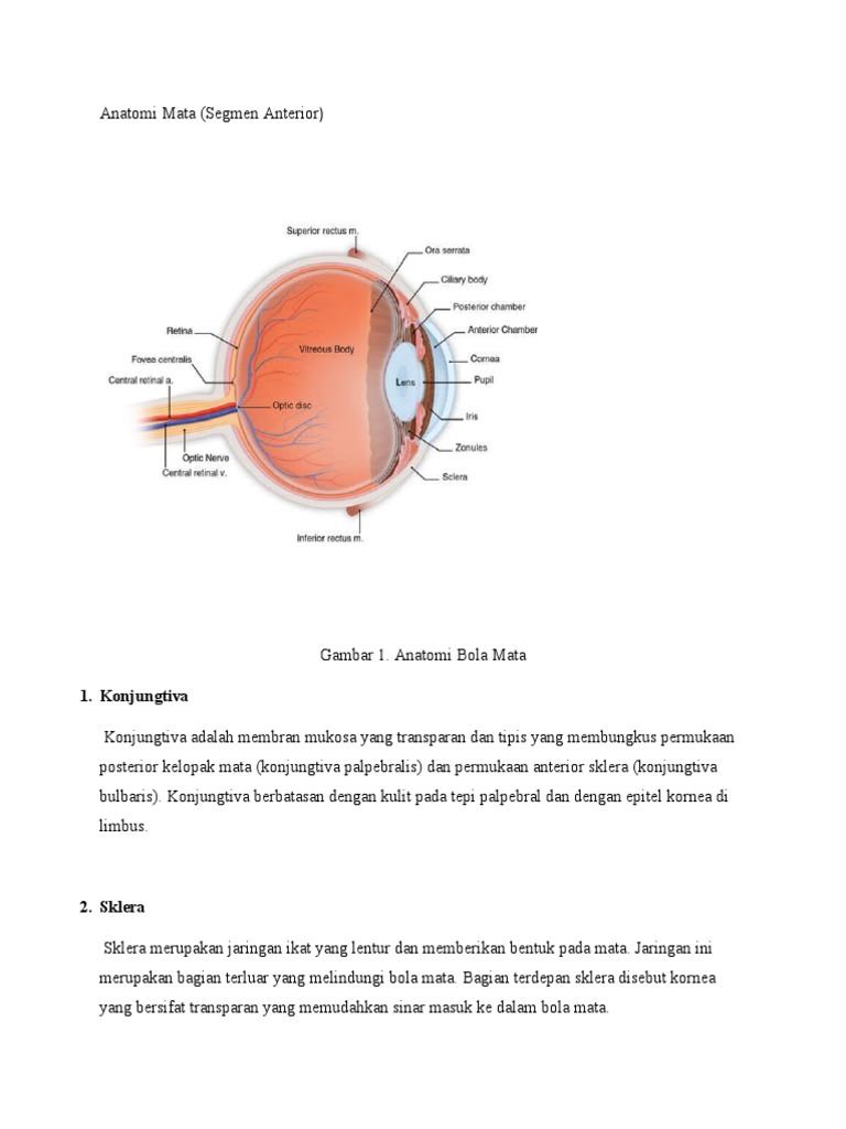 Anatomi Segmen Anterior Mata | PDF | Kesehatan Holistik | Sains ...