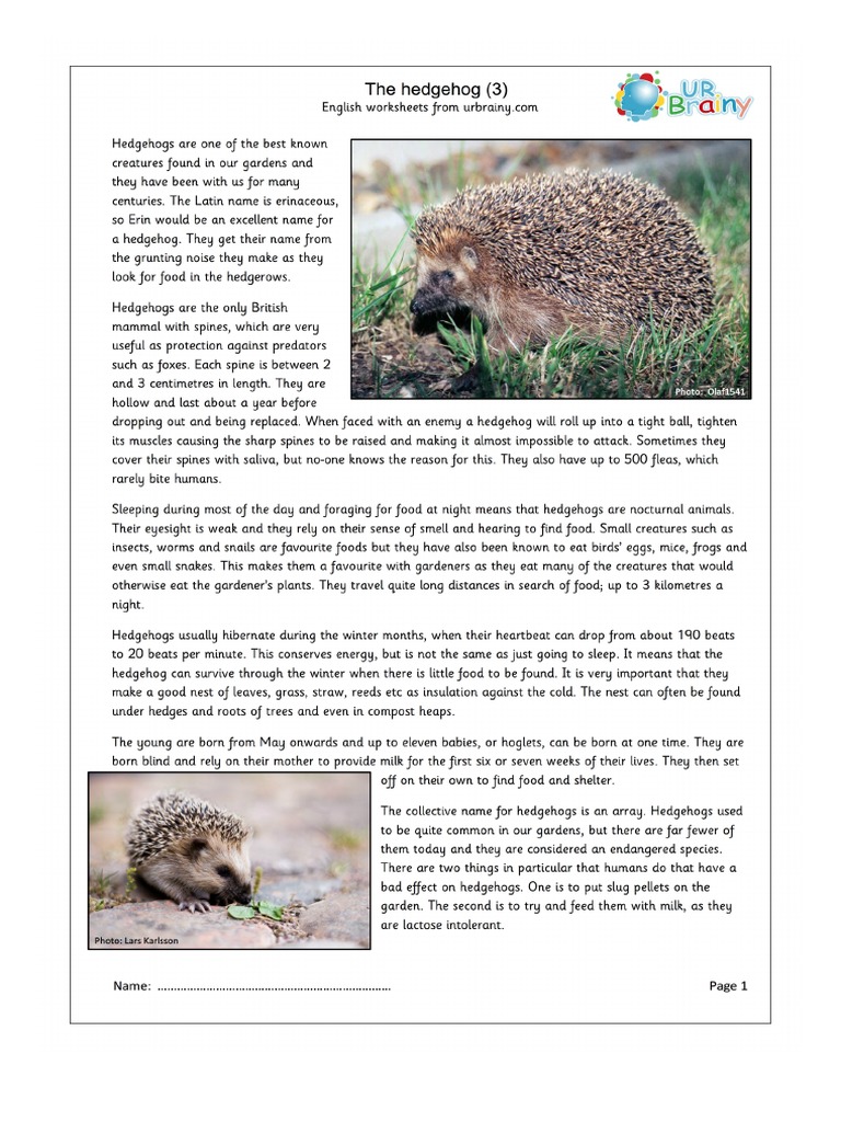 Hedgehogs | PDF