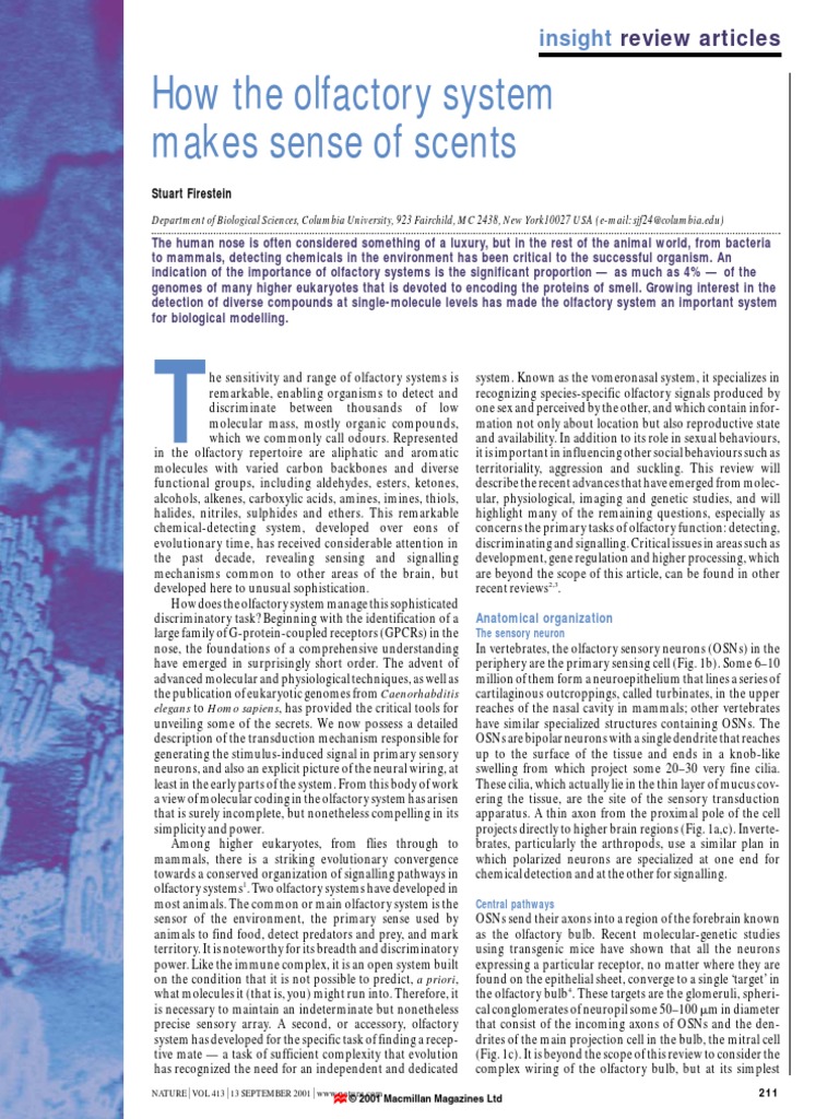 How The Olfactory System Makes Sense of Scents: Insight | PDF | Olfaction | Signal Transduction