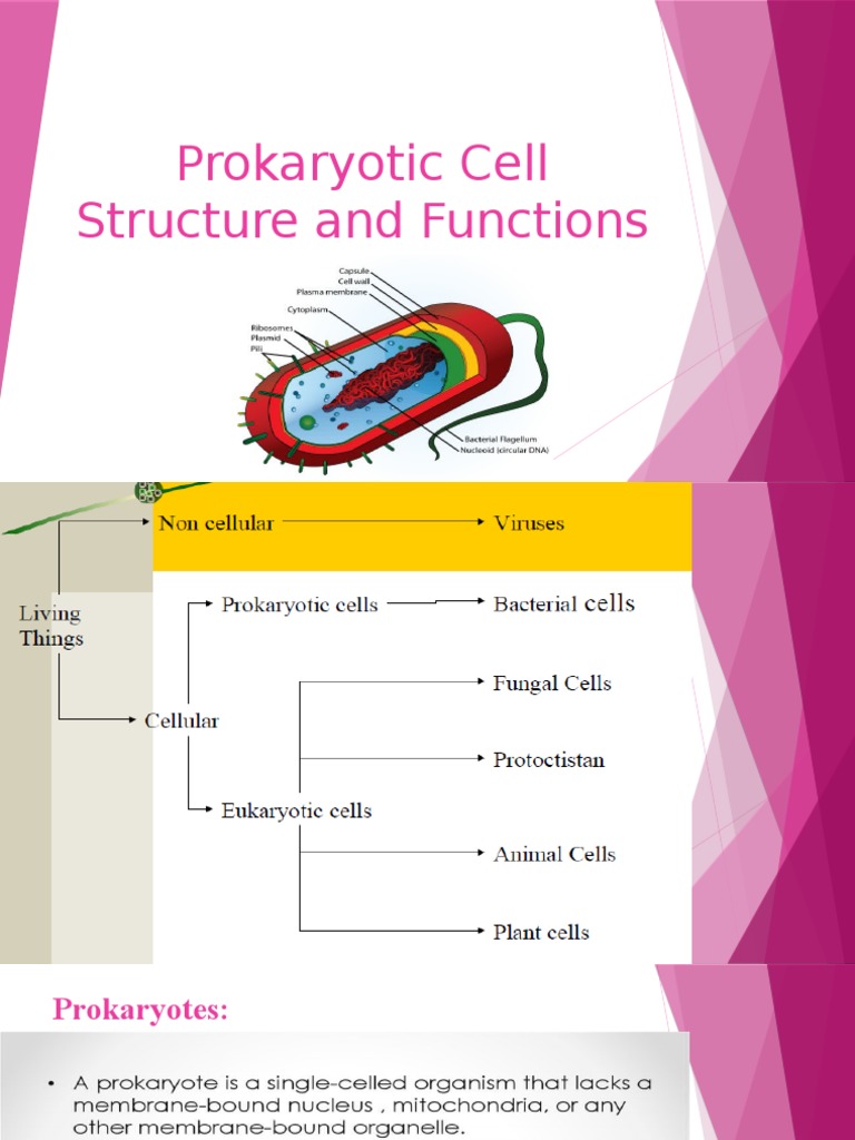 Prokaryotic Cell Structure and Functions | PDF | Cell (Biology) | Cell ...