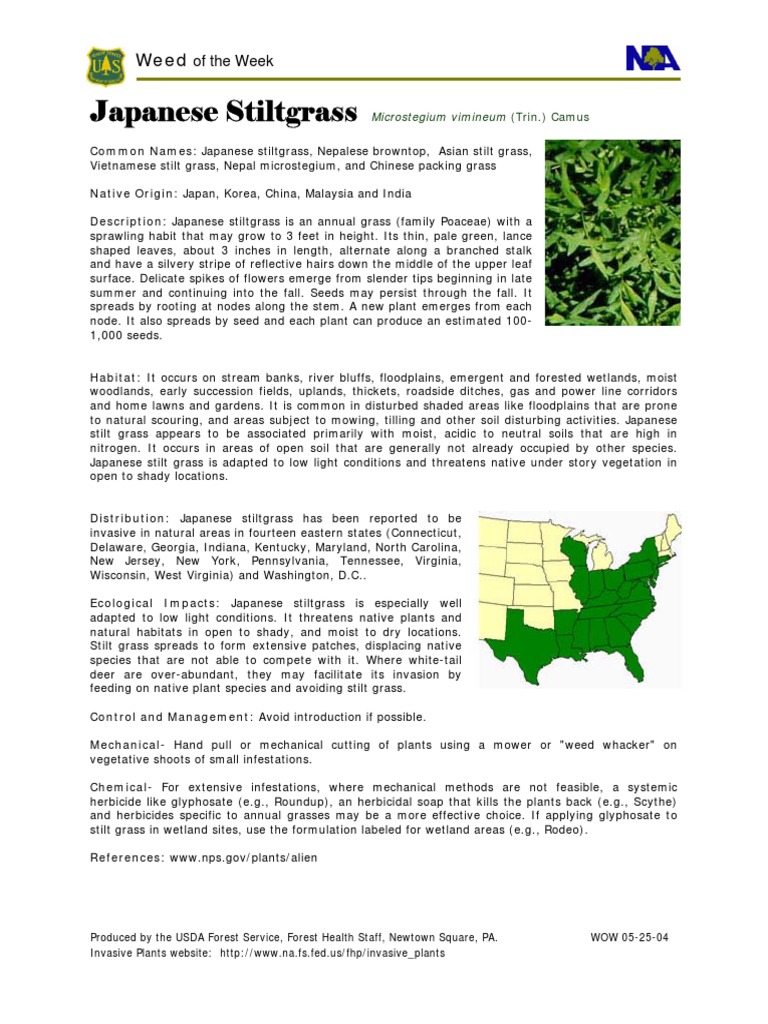 Japanese Stiltweed | PDF | Landscape Architecture | Gardening